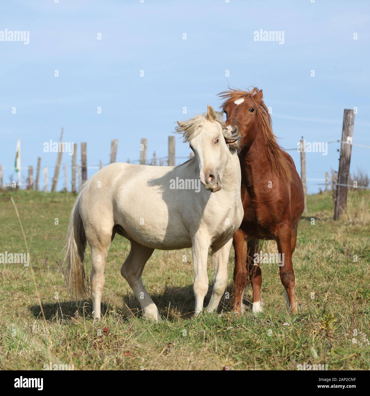 Two young stallions playing together on pasturage Stock Photo - Alamy