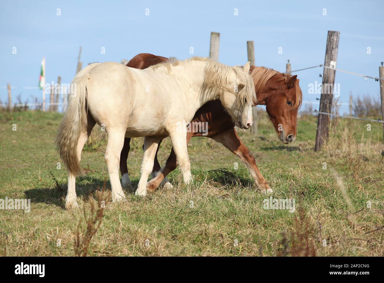Young stallions hi-res stock photography and images - Alamy