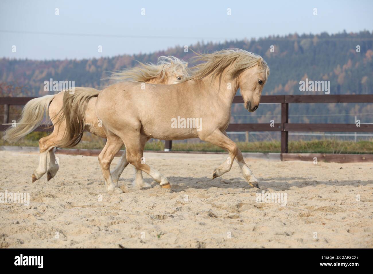 Two amazing palomino stallions playing together in autumn, welsh ...