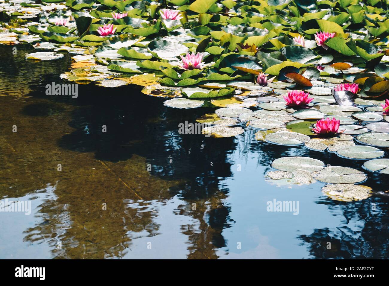 Loto natural hi-res stock photography and images - Alamy
