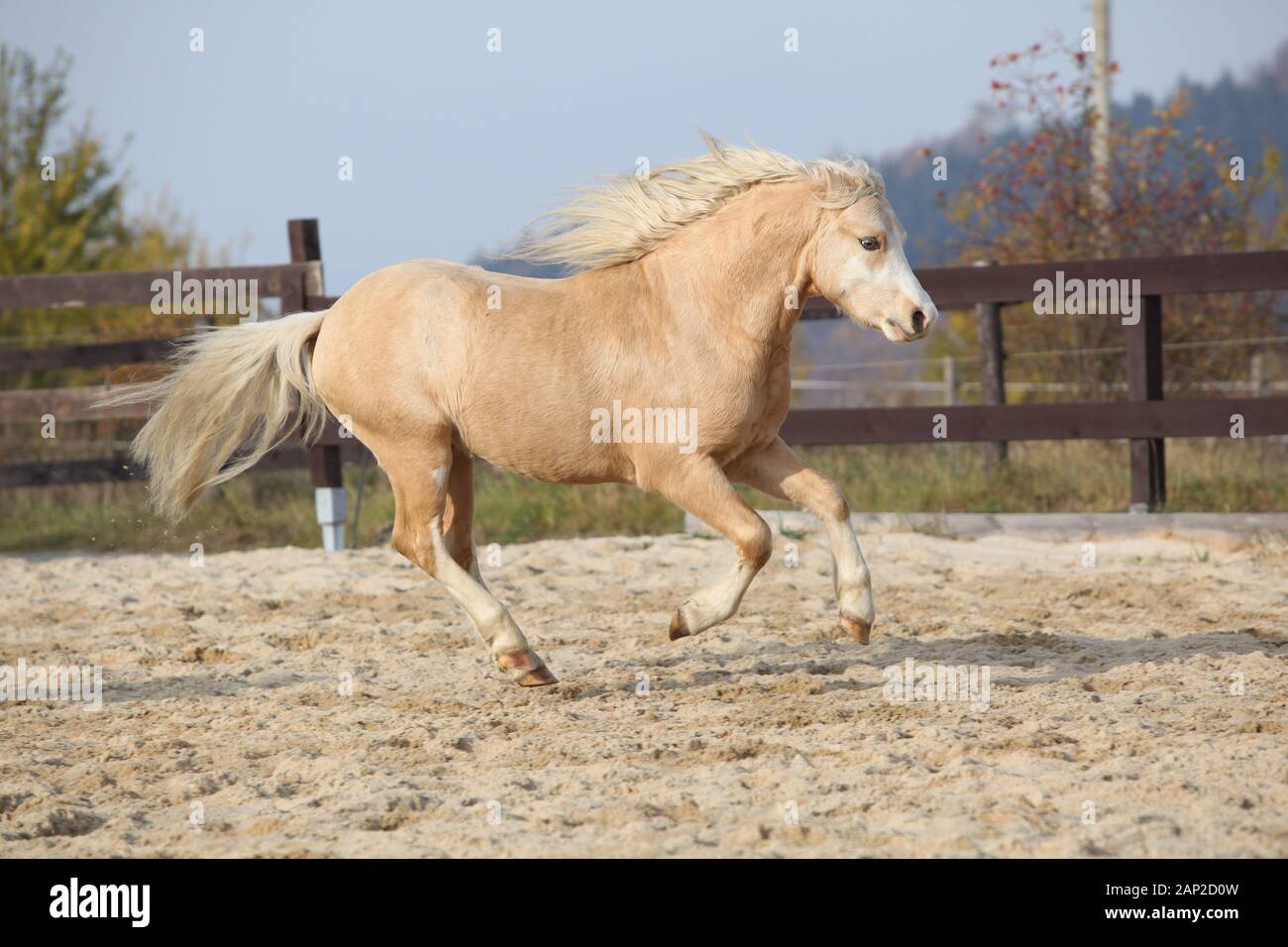 Palomino welsh pony stallion hi-res stock photography and images - Alamy