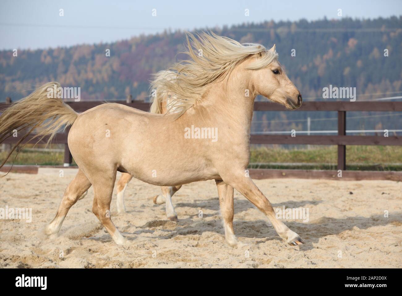 Welsh pony of cob type hi-res stock photography and images - Alamy