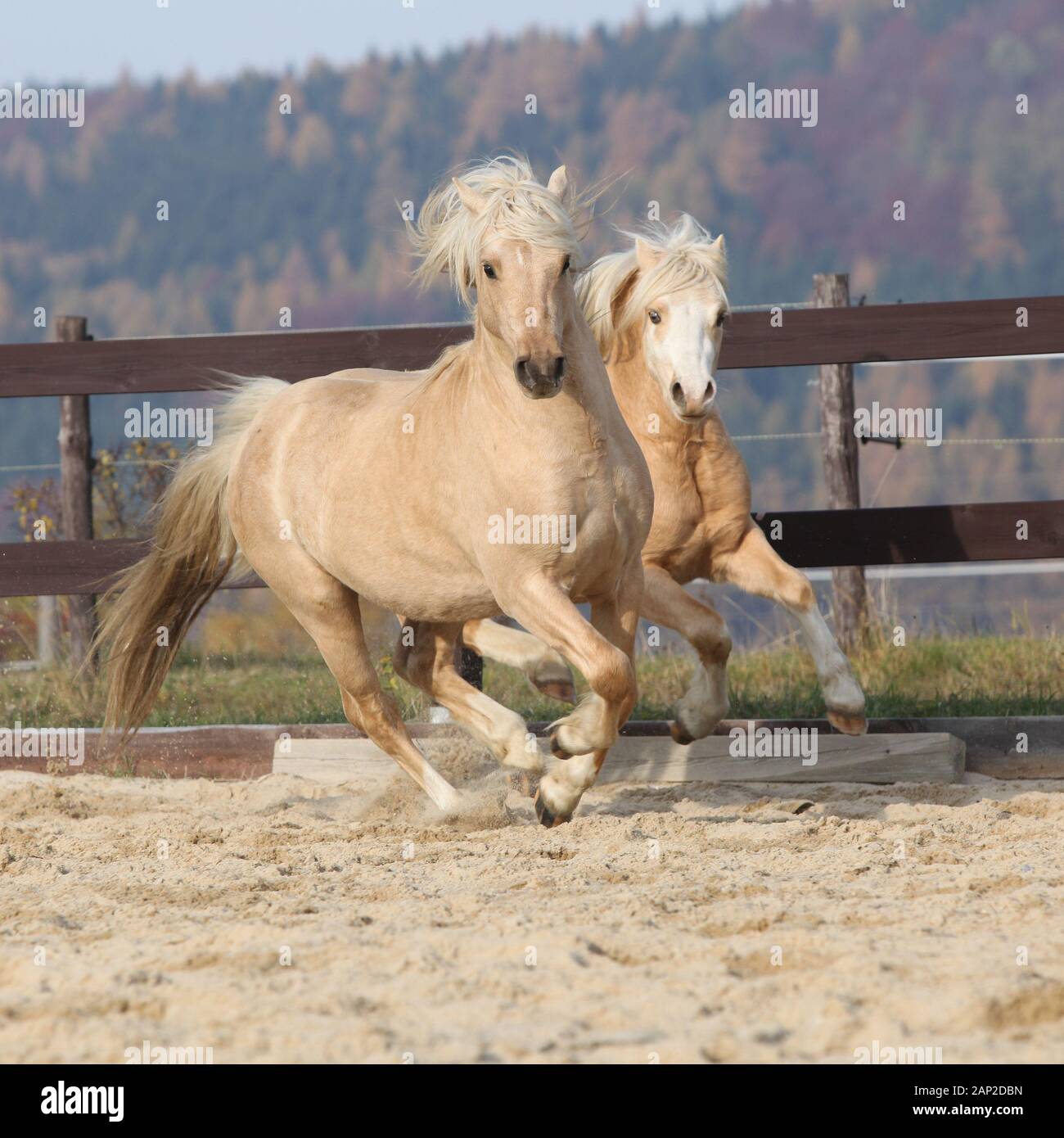 Palomino welsh pony stallion hi-res stock photography and images - Alamy