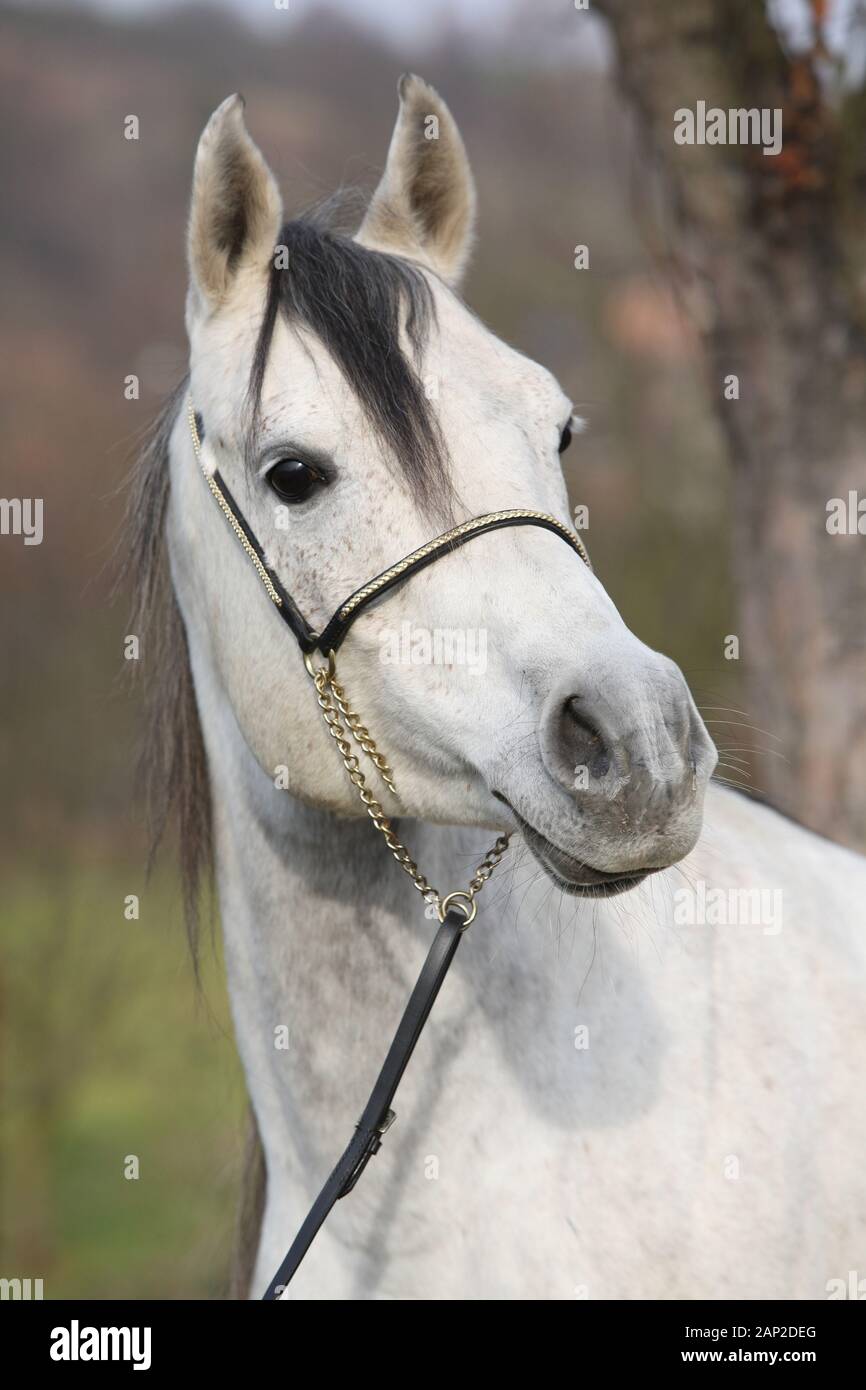 Portrait of amazing arabian horse with show halter in autumn Stock ...