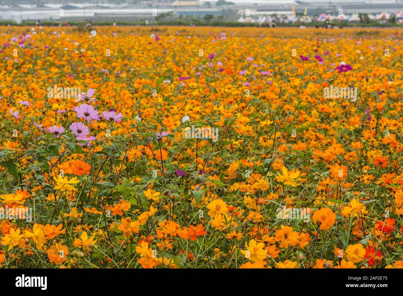 Sulfur cosmos (Cosmos sulphureus), aka yellow cosmos or orange cosmos ...