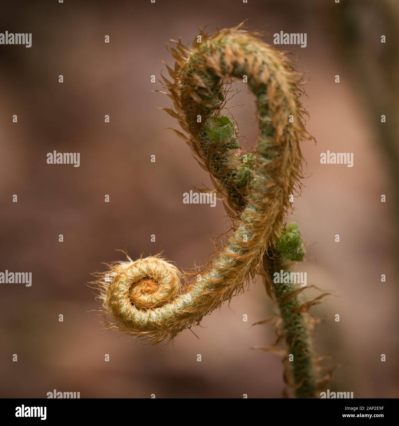 Curl spiral swirl abstract hi-res stock photography and images - Alamy