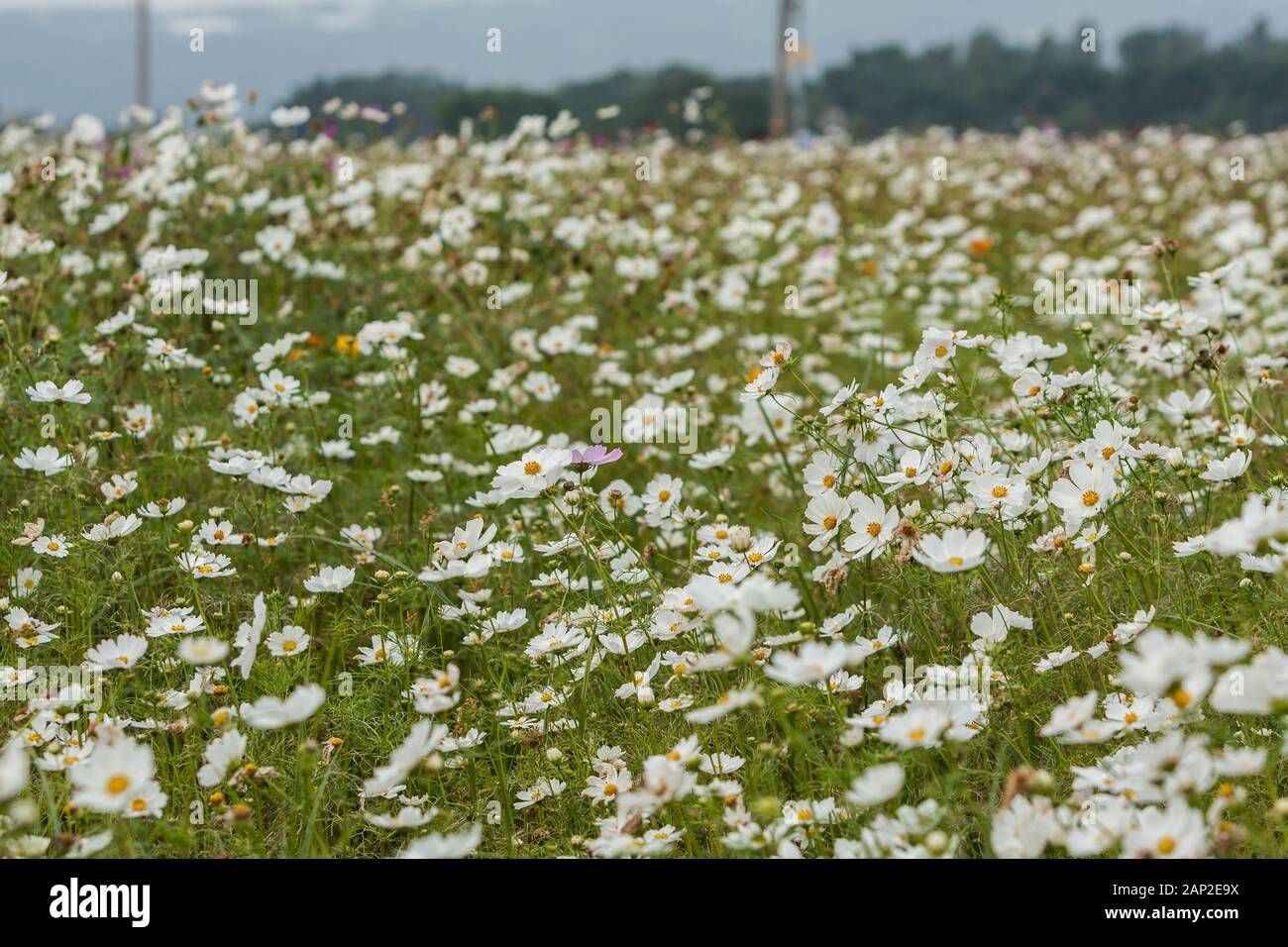 Garden cosmos (Cosmos bipinnatus) aka Mexican aster, white blossom in a ...