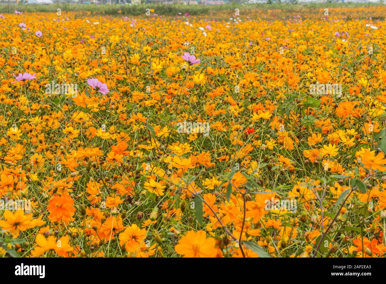 Sulfur cosmos (Cosmos sulphureus), aka yellow cosmos or orange cosmos ...