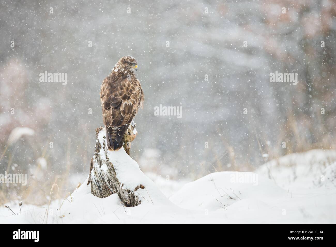 Common buzzard sitting on a tree stump with snow falling around in ...