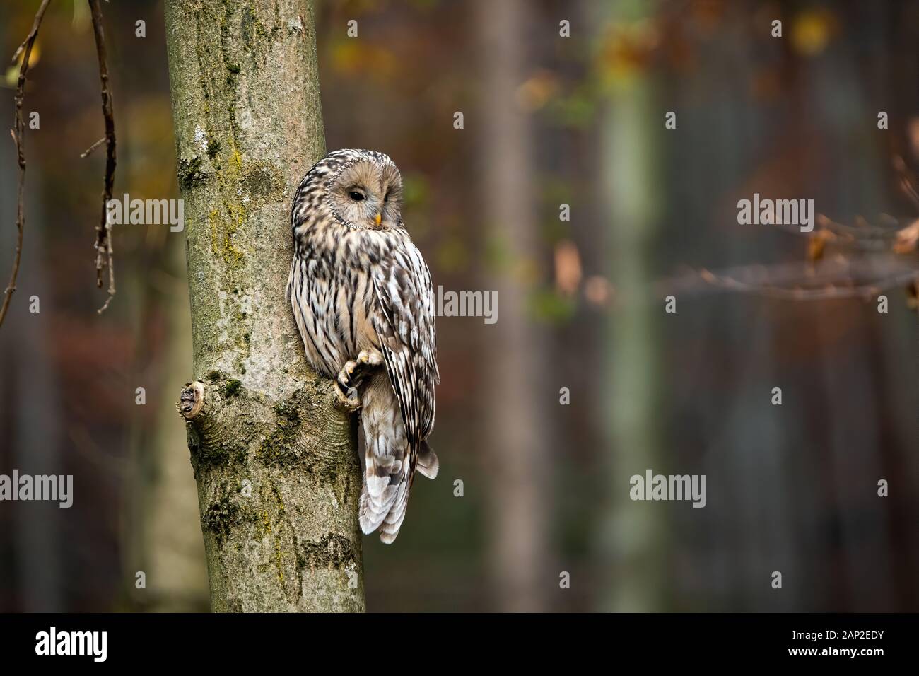 Wild ural owl observing from a tree in forest with copy space Stock ...
