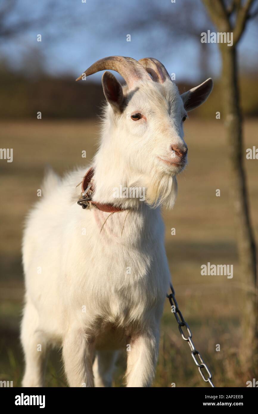 Portrait of goat with horns in autumn Stock Photo - Alamy
