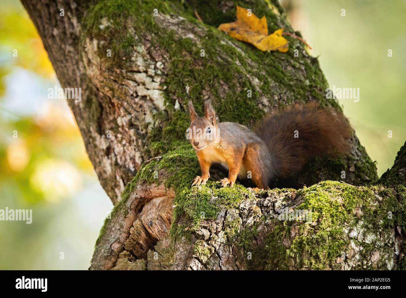 Squirrel looking down from tree hi-res stock photography and images - Alamy