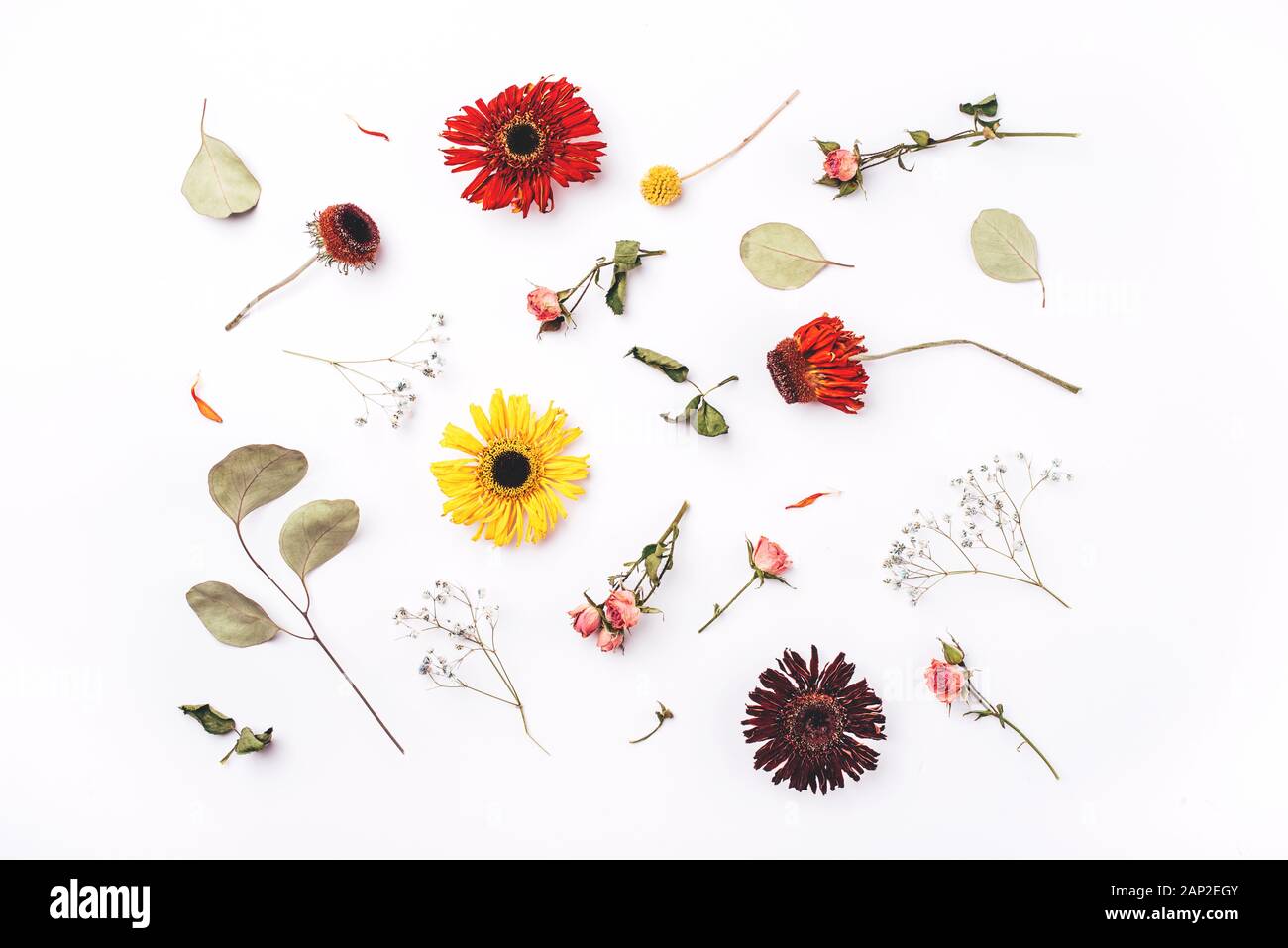 Dry flowers pattern on white background Stock Photo - Alamy