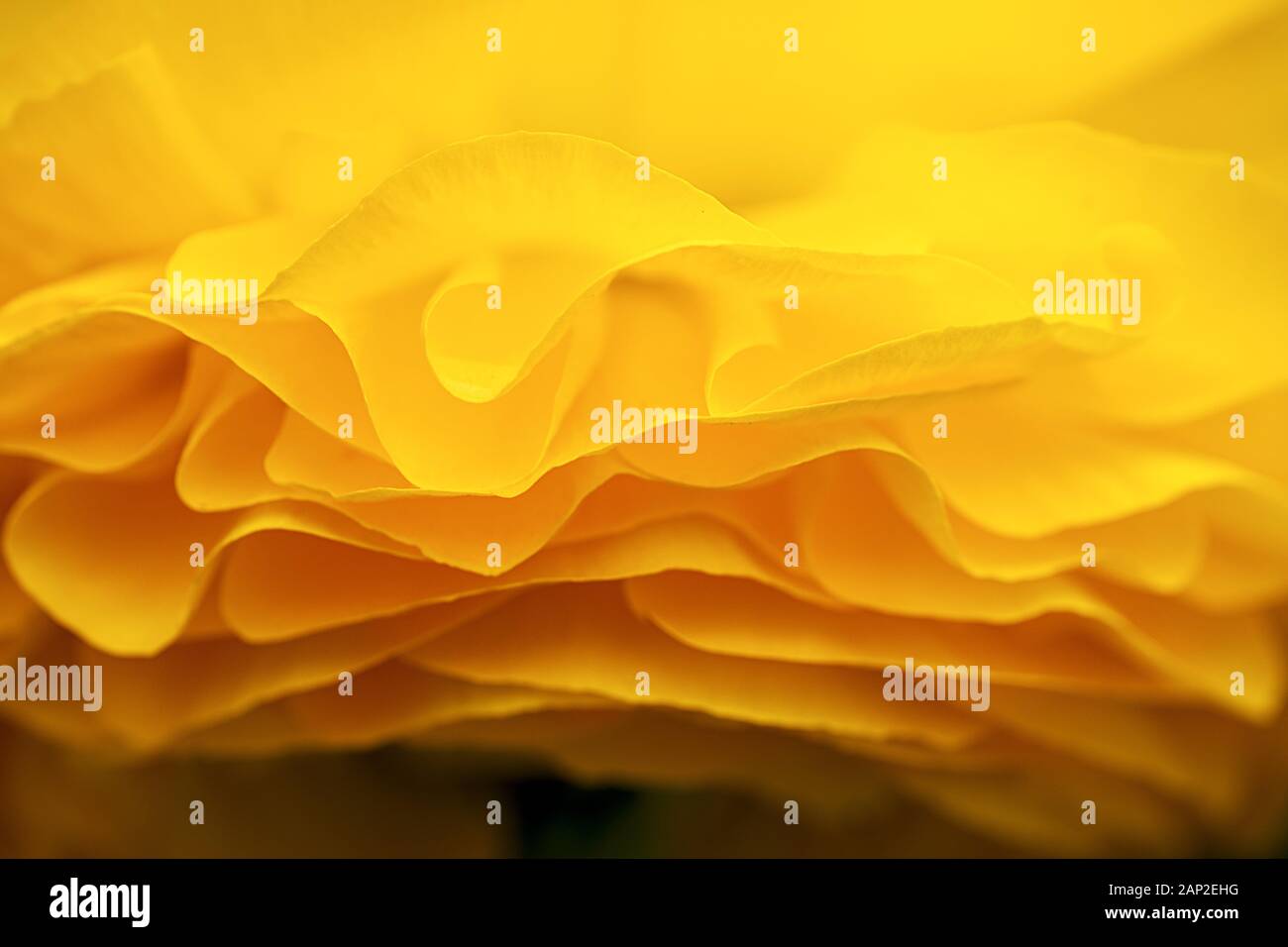 Side view of the petals of a yellow ranunculus Stock Photo - Alamy
