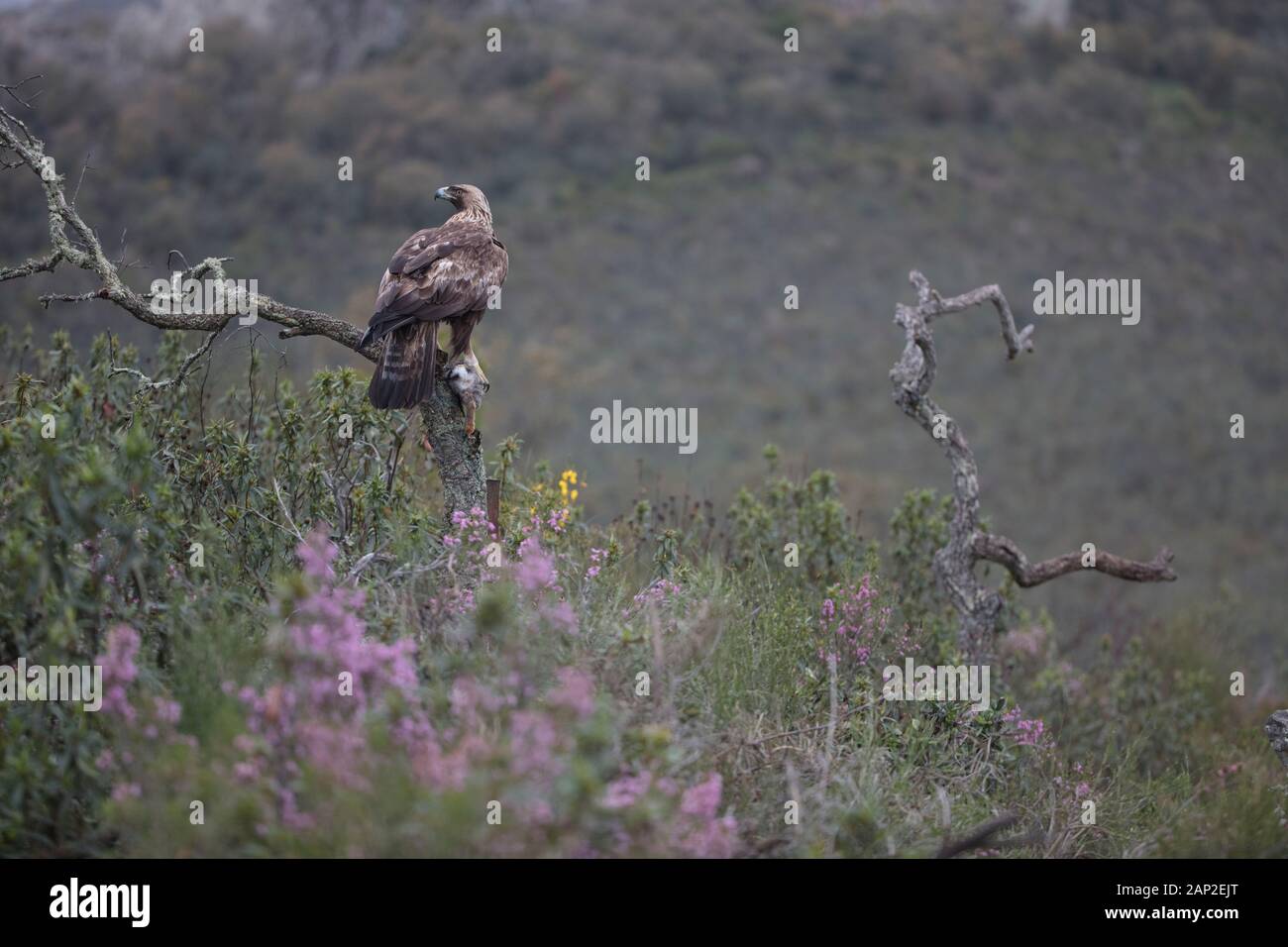 Golden eagle - Aguila real (Aquila chrysaetos Stock Photo - Alamy