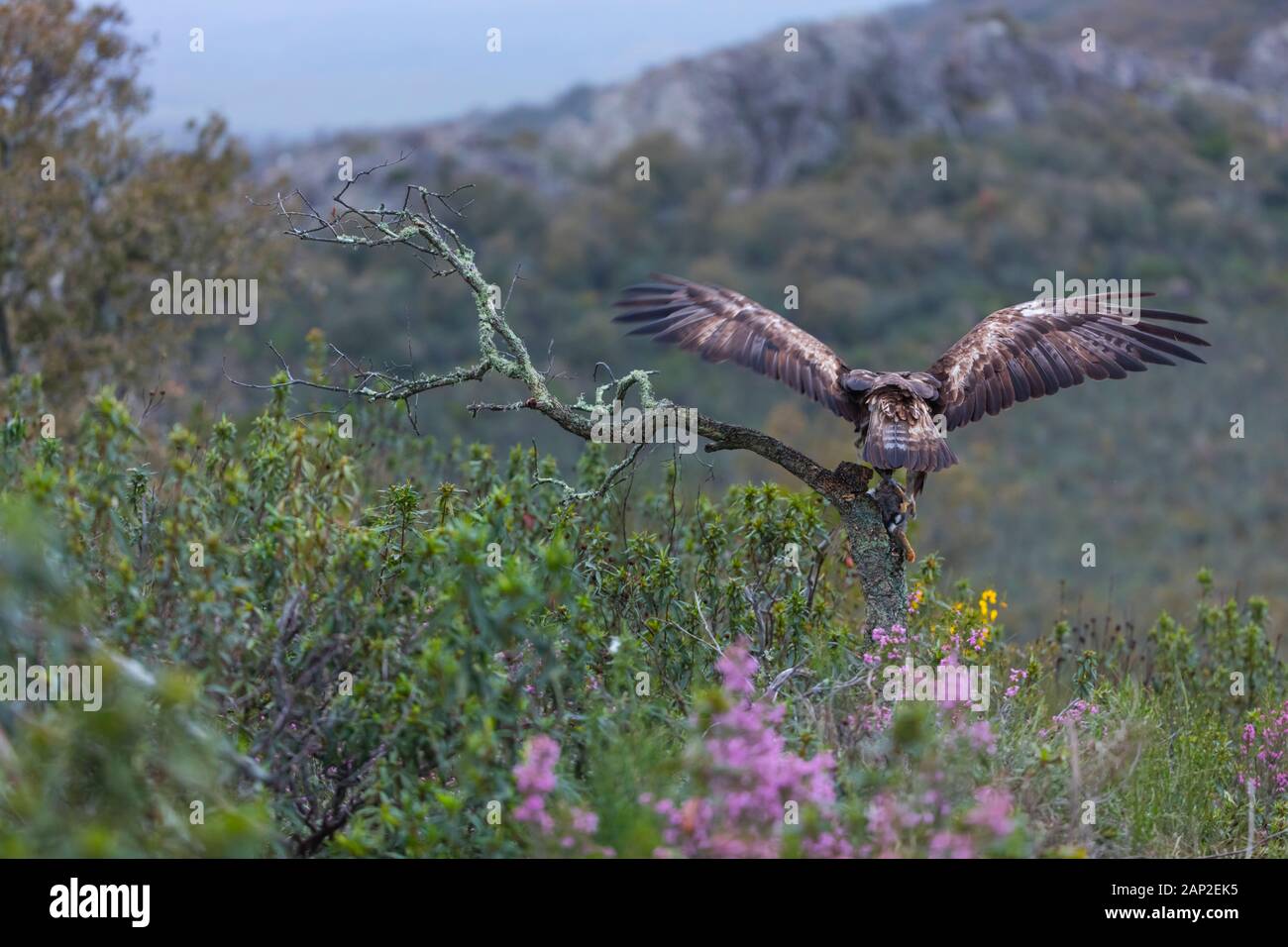 Golden eagle - Aguila real (Aquila chrysaetos Stock Photo - Alamy