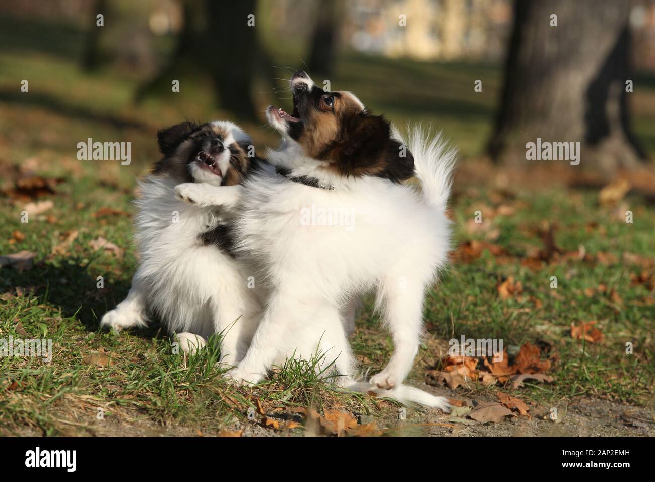 Papillon puppies hi-res stock photography and images - Alamy