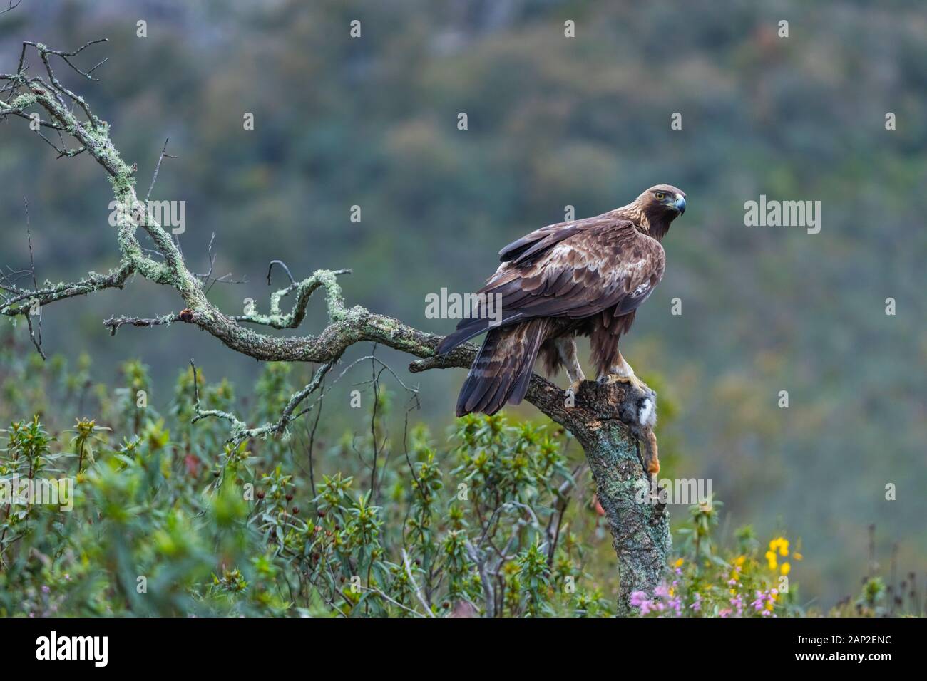 Golden Eagle Aguila Real Aquila Chrysaetos Stock Photo Alamy
