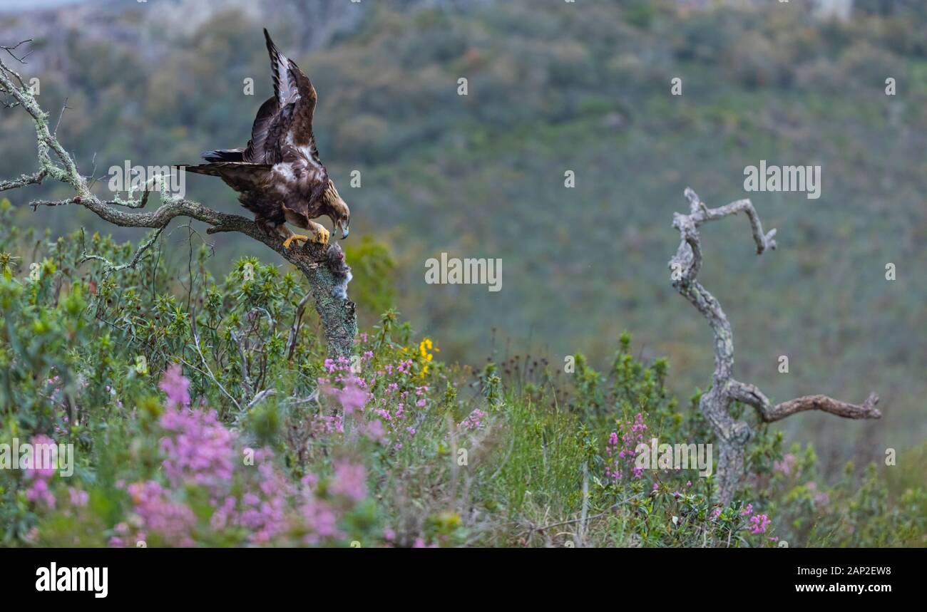 Golden Eagle Aguila Real Aquila Chrysaetos Stock Photo Alamy