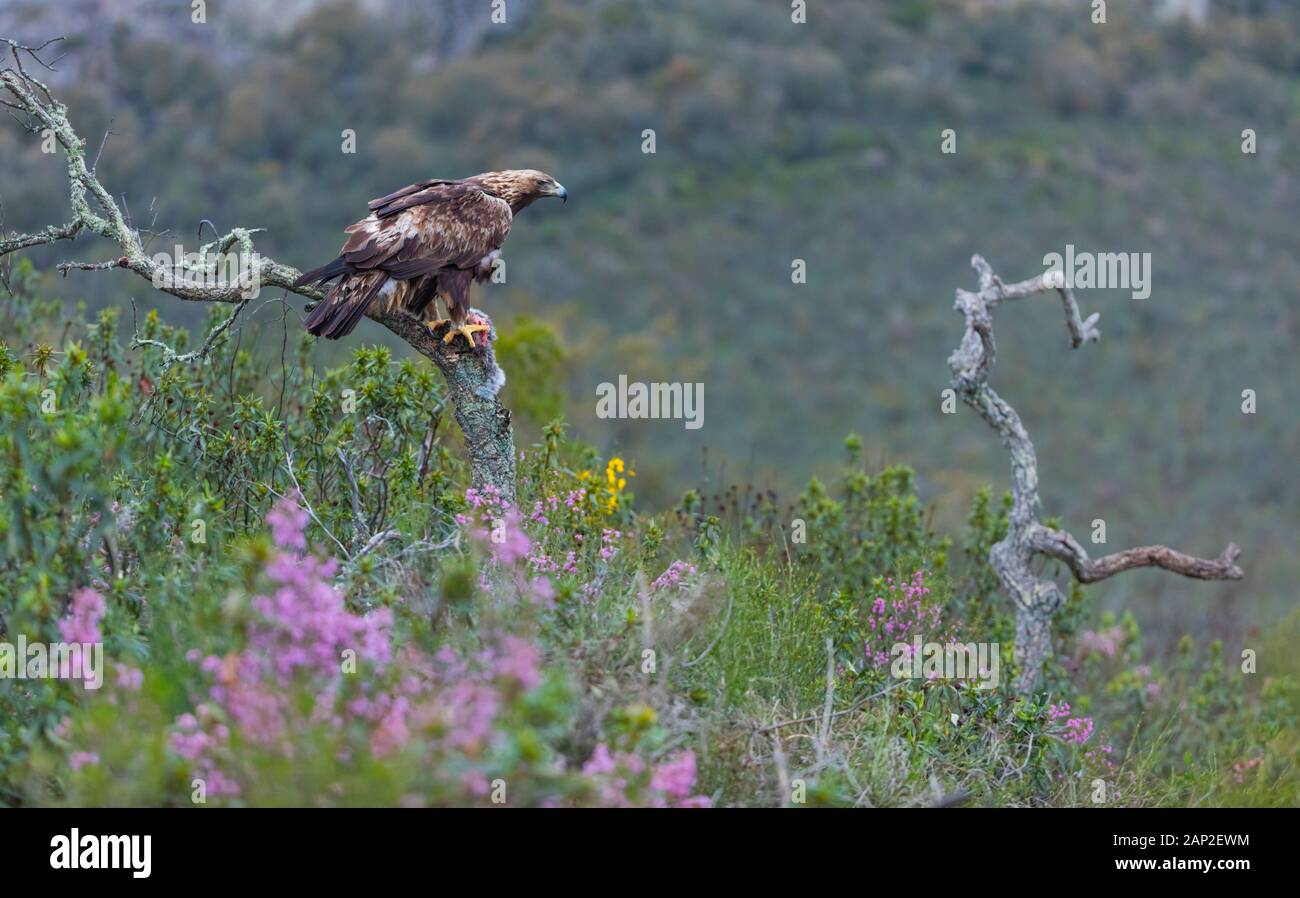 Golden eagle - Aguila real (Aquila chrysaetos Stock Photo - Alamy