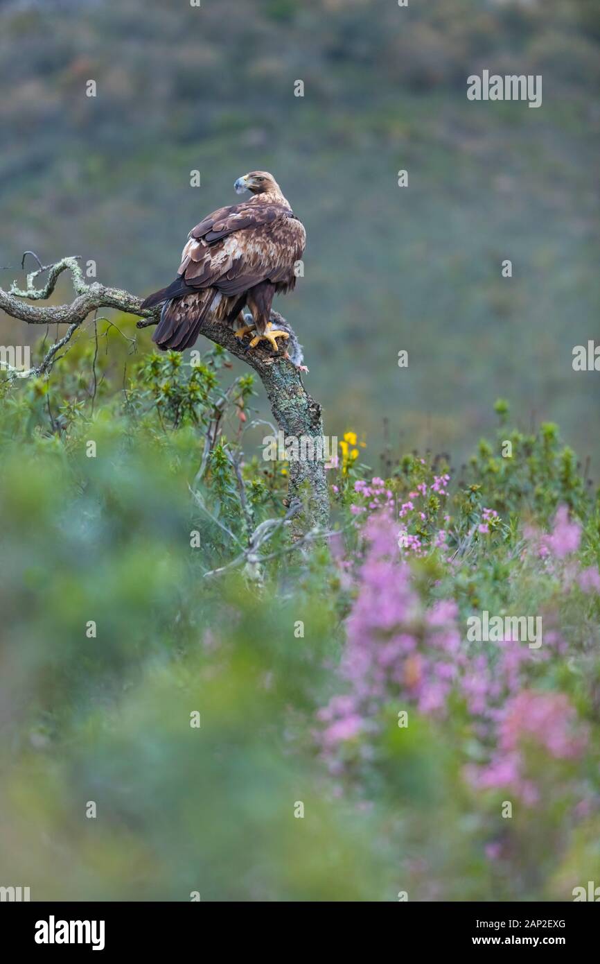 Golden Eagle Aguila Real Aquila Chrysaetos Stock Photo Alamy