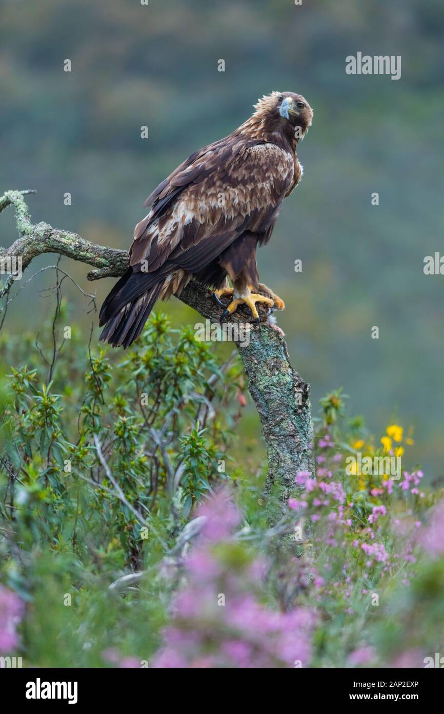 Golden eagle - Aguila real (Aquila chrysaetos Stock Photo - Alamy