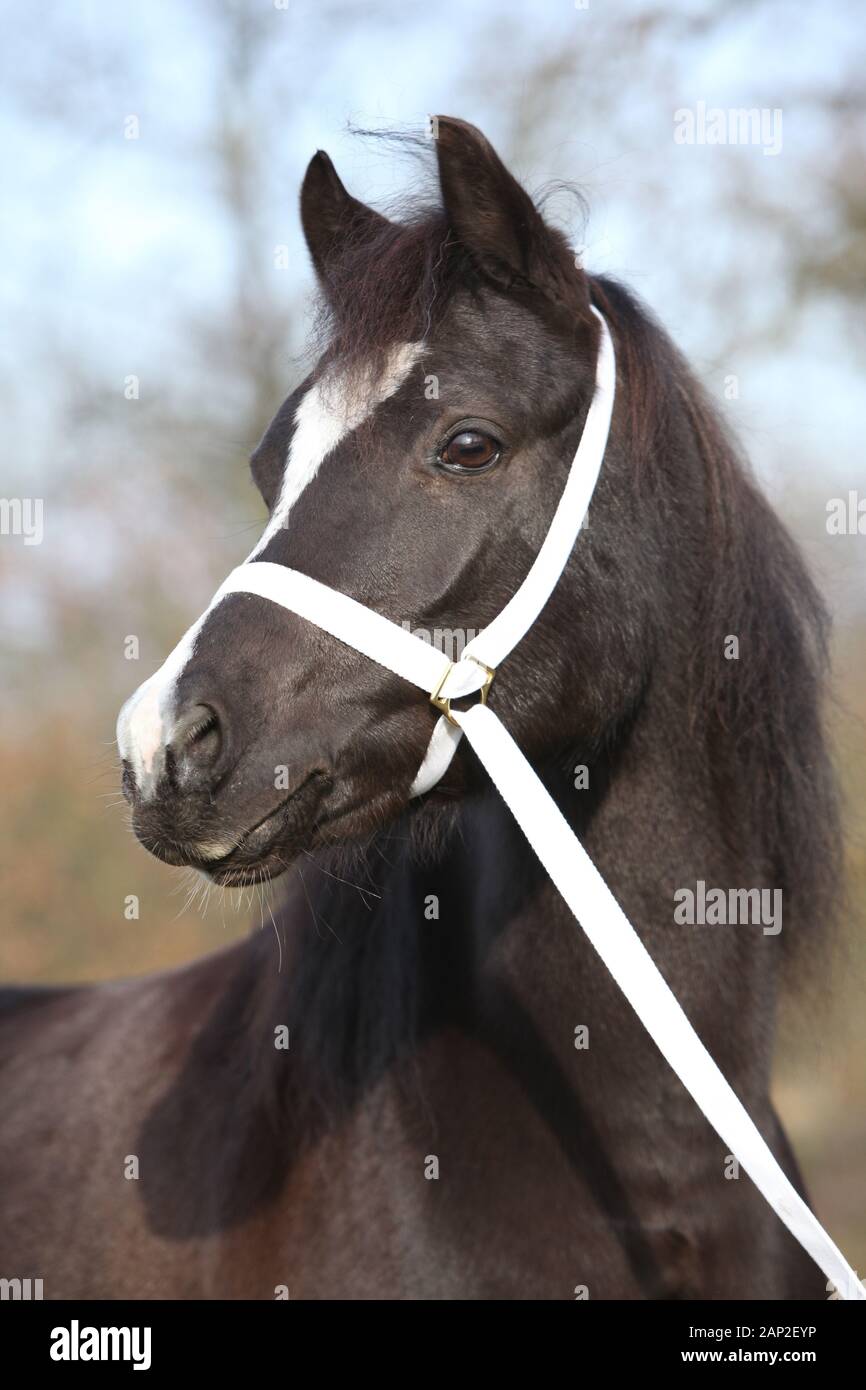 Portrait of black welsh mountain pony with halter Stock Photo - Alamy