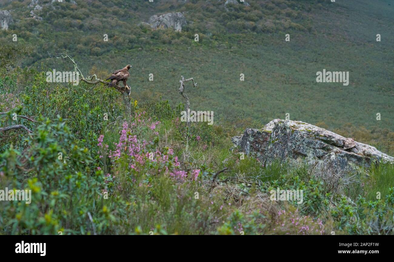 Golden eagle - Aguila real (Aquila chrysaetos Stock Photo - Alamy