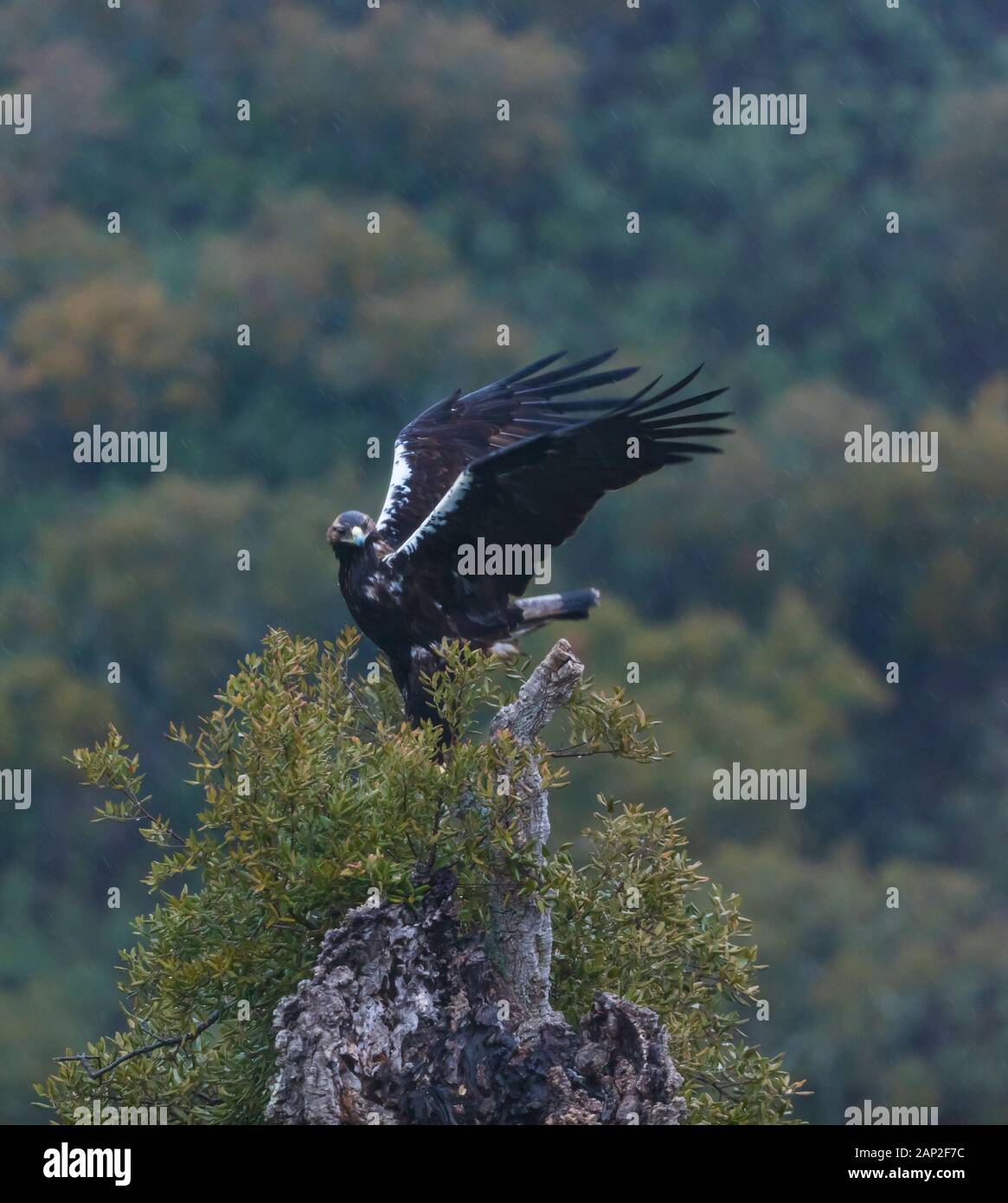 Spanish imperial eagle, Iberian imperial eagle, Spanish eagle, or ...