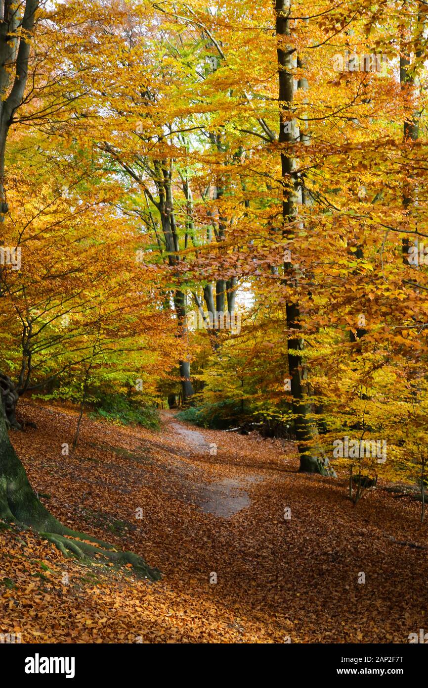 German forest path hi-res stock photography and images - Alamy