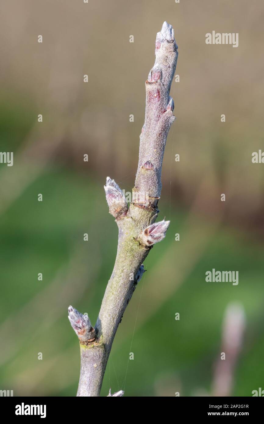Apple tree branch bud hi-res stock photography and images - Alamy
