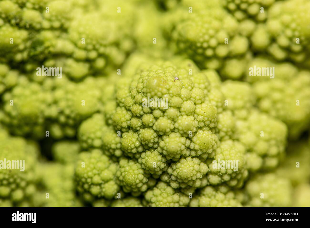 Romanesco cauliflower is an edible flower originated in Italy Stock ...