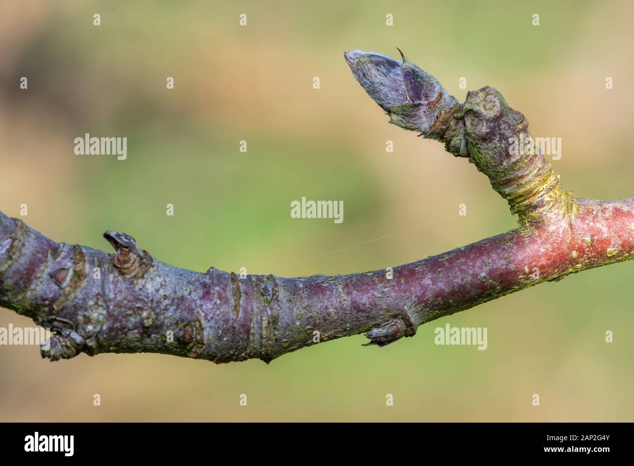 Apple tree branch bud hi-res stock photography and images - Alamy