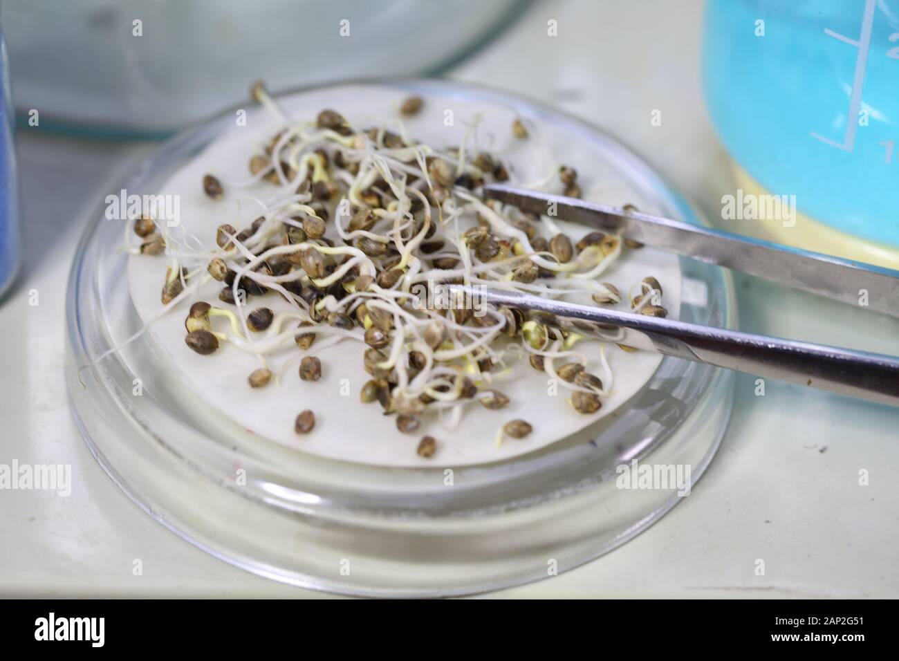Studying sprouted seeds in a science lab Stock Photo - Alamy