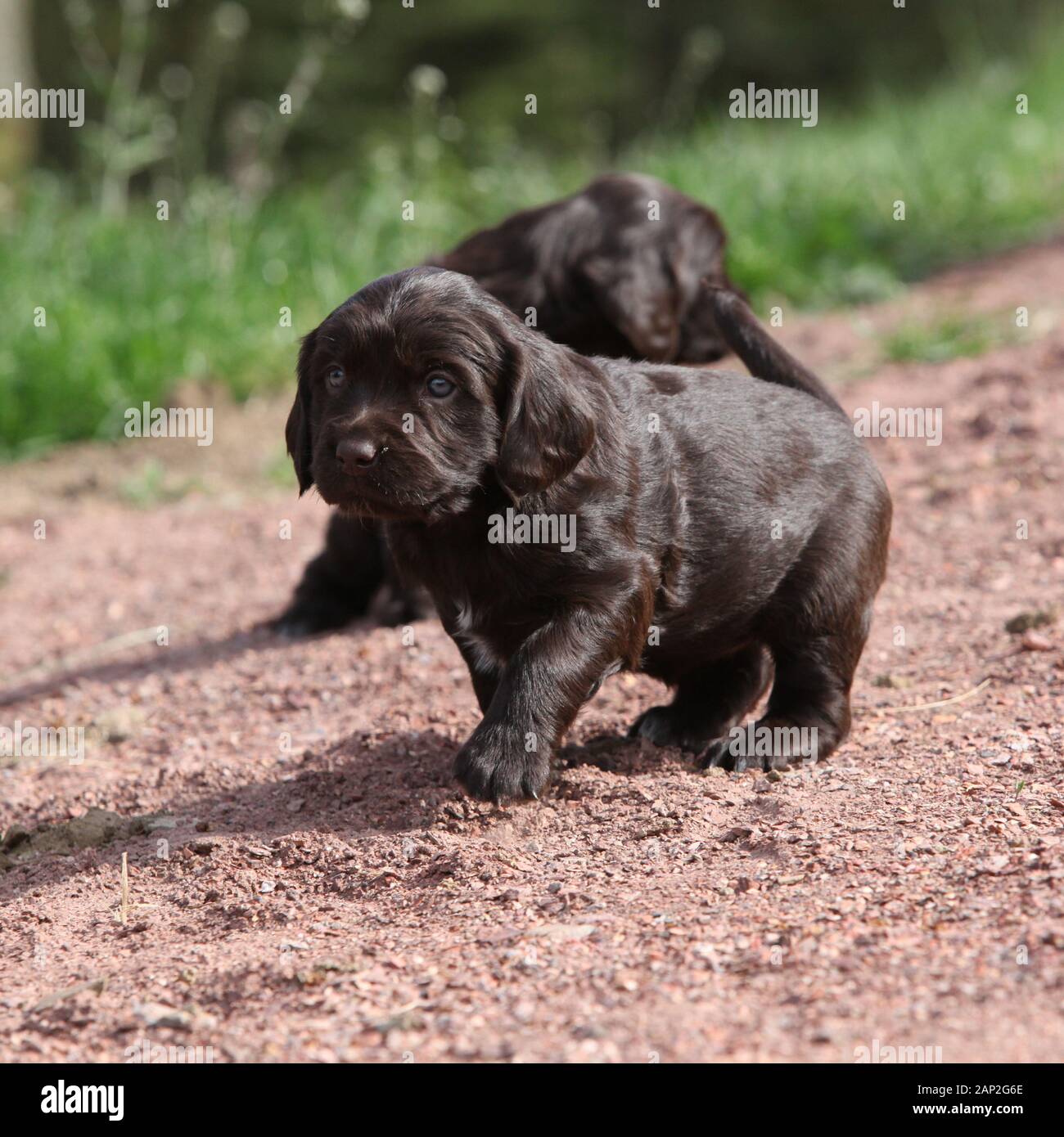 Amazing German brown Quail Dog moving in the garden Stock Photo - Alamy