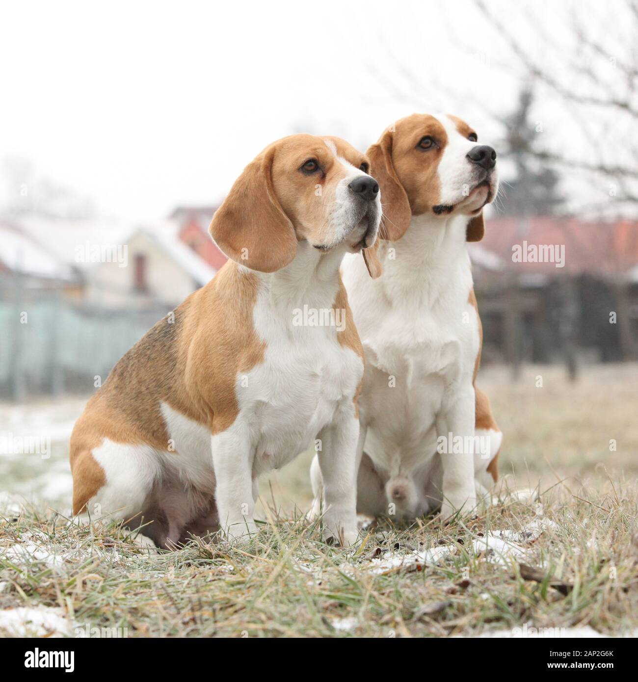 Two amazing beagles in winter garden together Stock Photo - Alamy