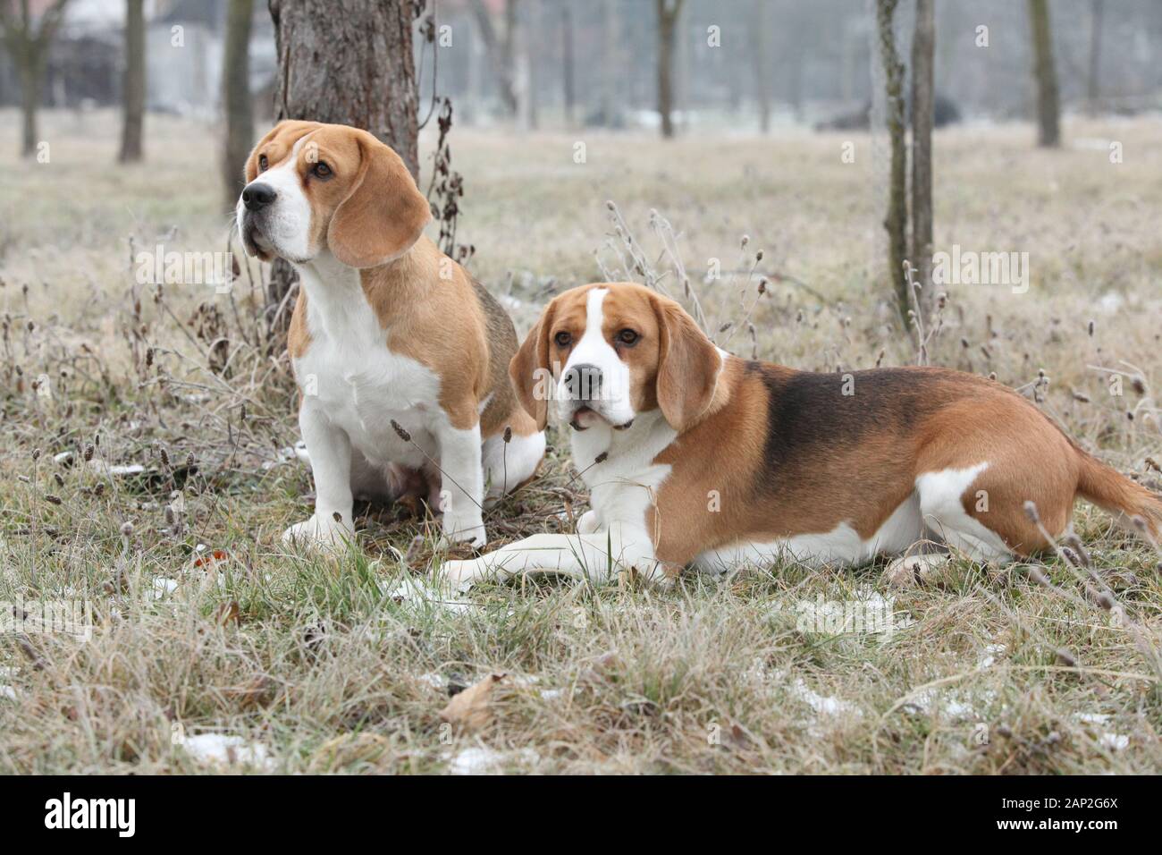 Two amazing beagles in winter garden together Stock Photo - Alamy