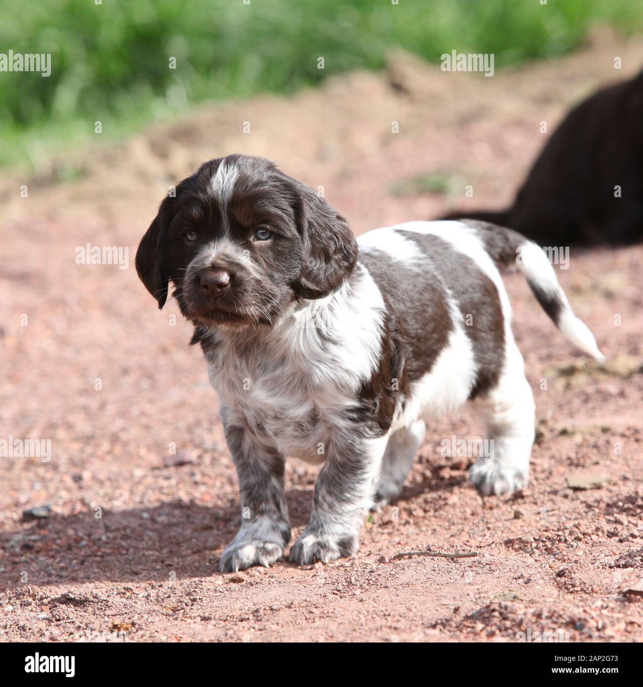 Amazing German Quail Dog standing in red dust Stock Photo - Alamy