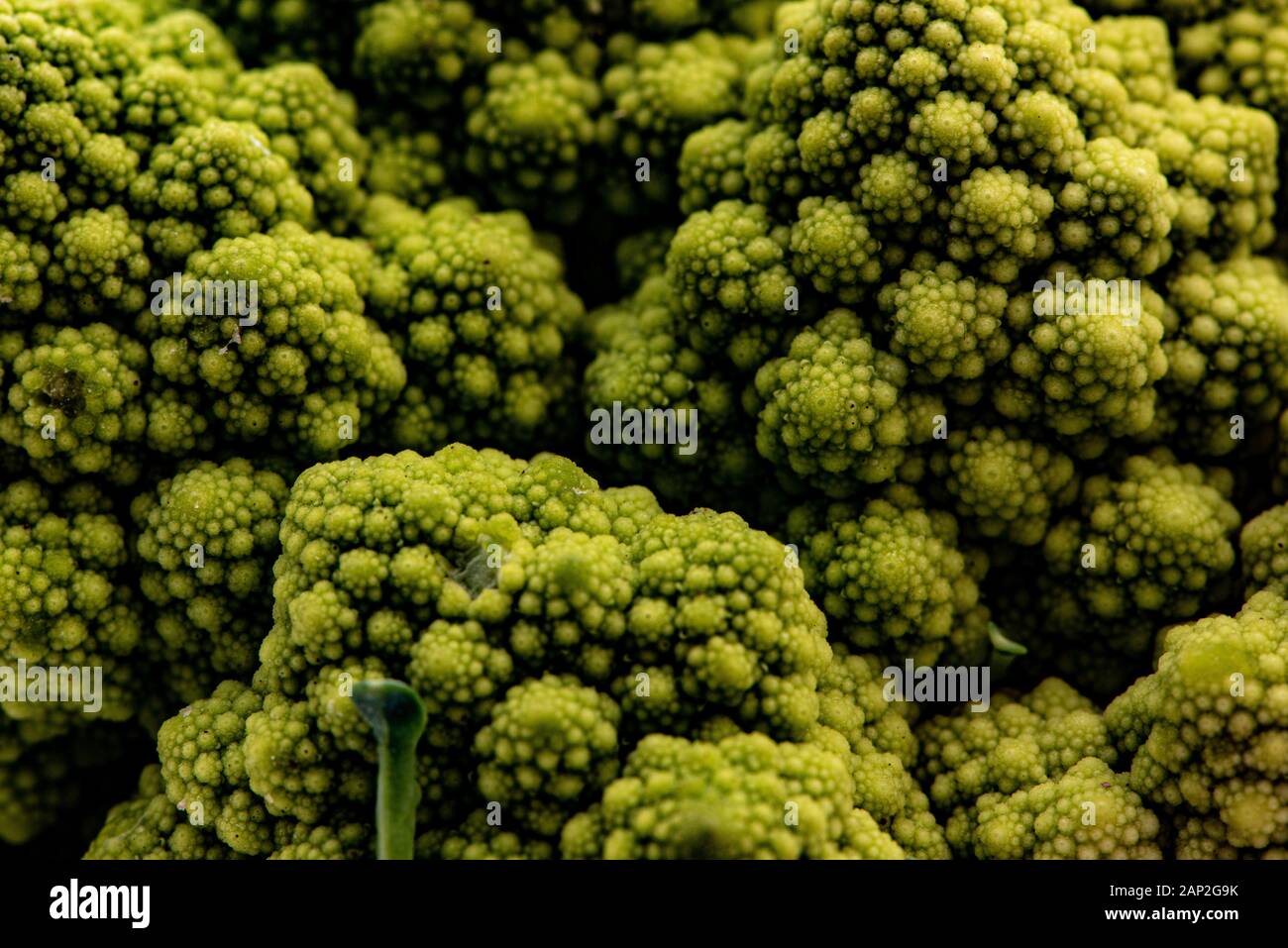 Romanesco cauliflower is an edible flower originated in Italy Stock ...