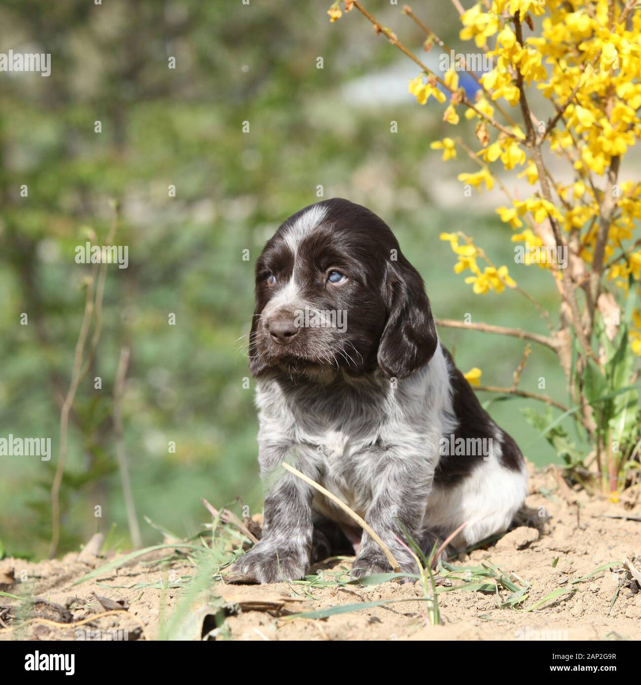 Beautiful puppy of German Quail Dog in spring Stock Photo - Alamy
