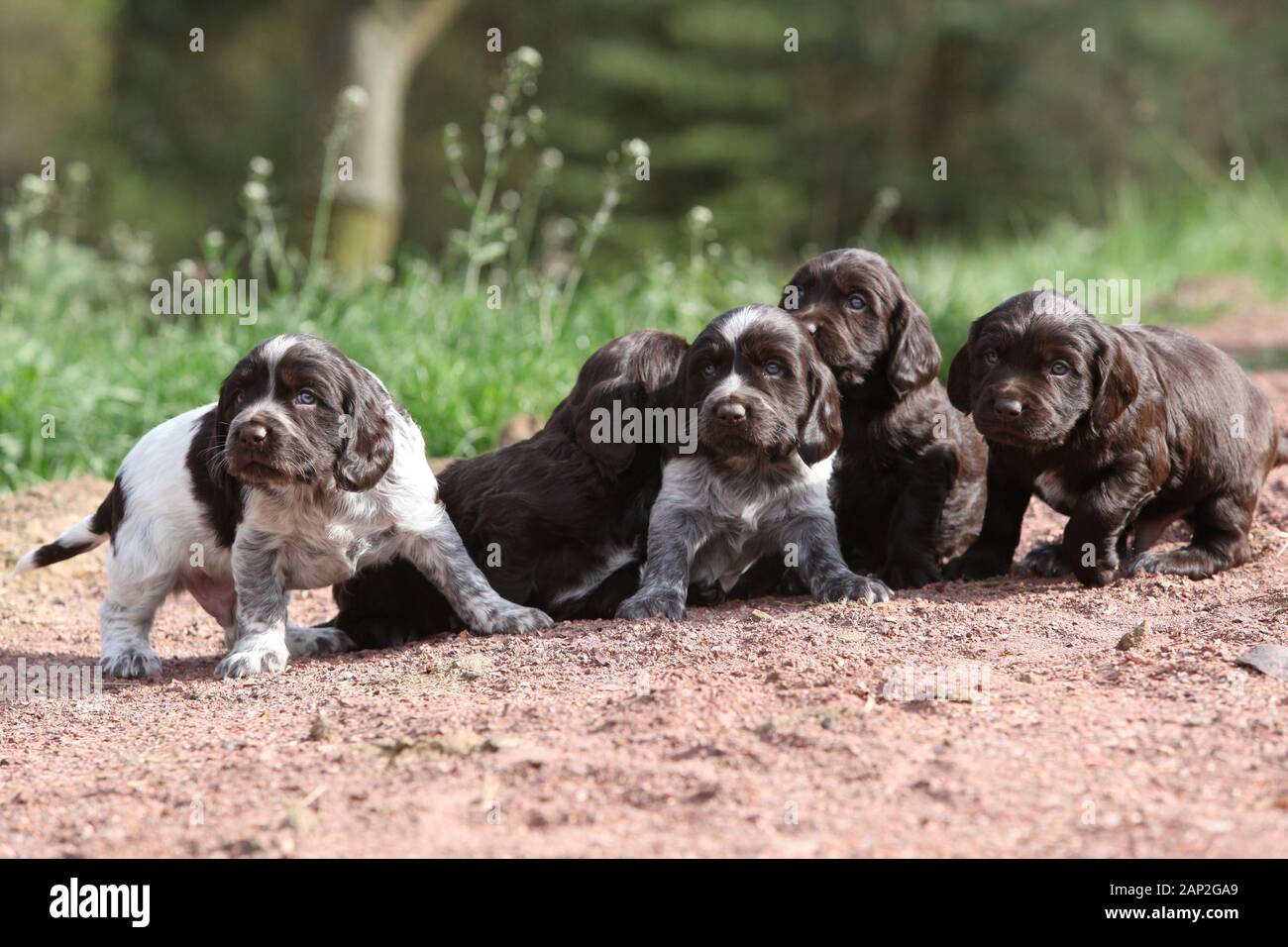 Puppies of German Quail Dog together on red dust Stock Photo - Alamy