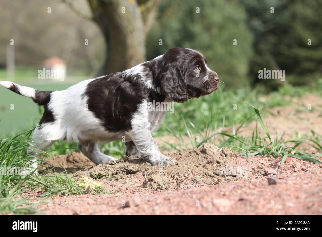 Amazing German brown Quail Dog moving in the garden Stock Photo - Alamy