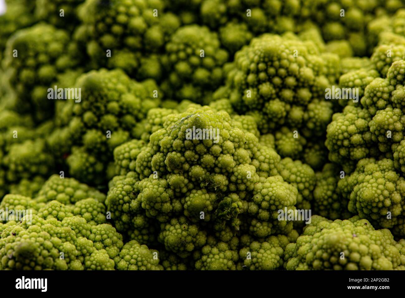 Romanesco cauliflower is an edible flower originated in Italy Stock ...
