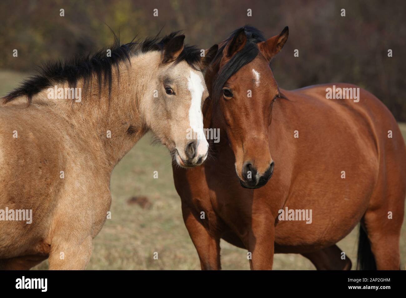 Two horses standing together on pasturage and looking at you Stock ...