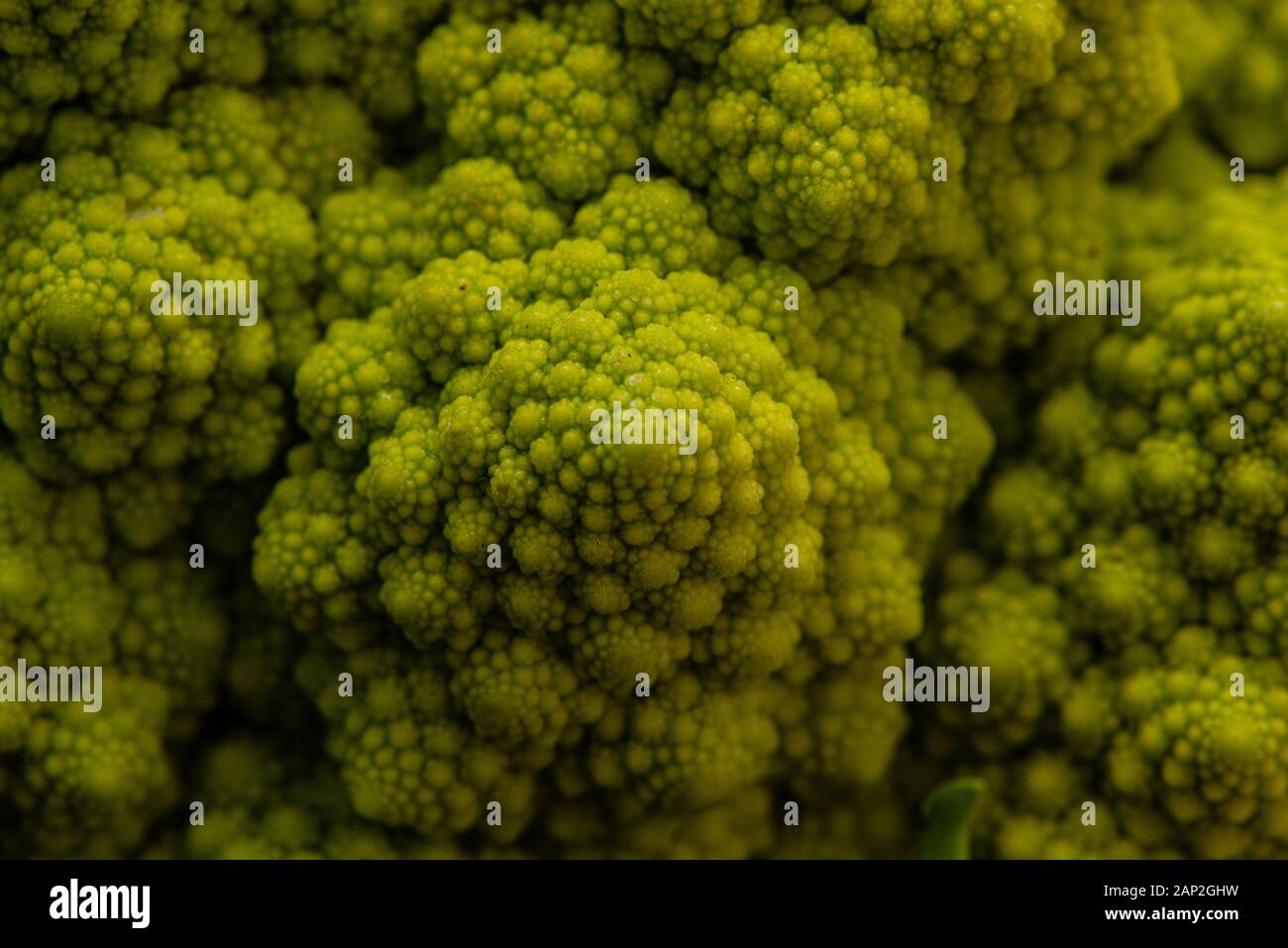 Romanesco cauliflower is an edible flower originated in Italy Stock ...