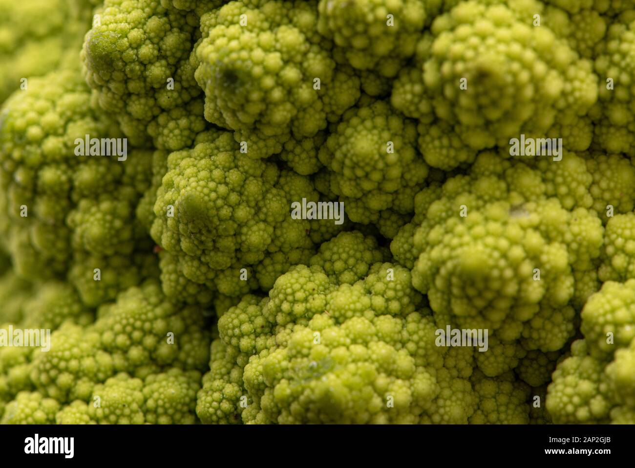 Romanesco cauliflower is an edible flower originated in Italy Stock ...