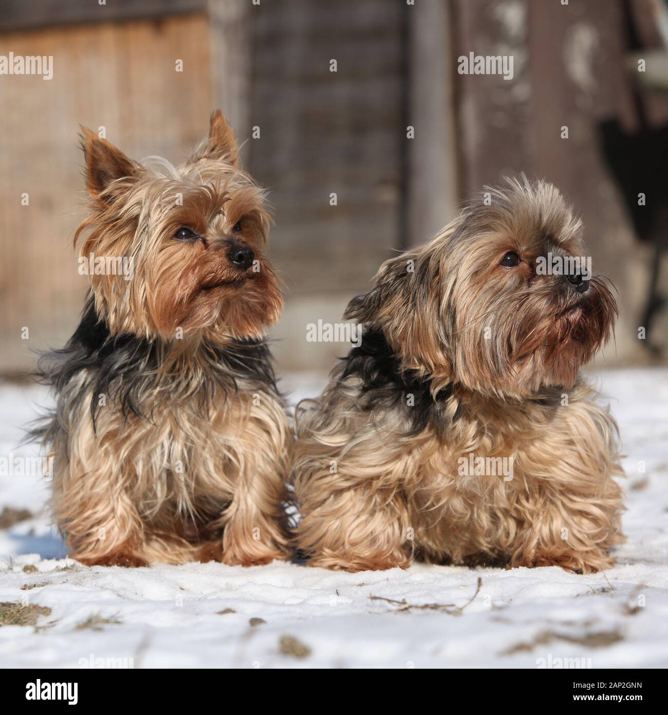 Yorkshire Terriers High Resolution Stock Photography and Images - Alamy