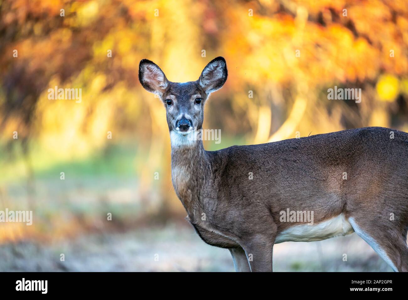 White-tailed deer (odocoileus virginianus) doe with autumn background ...