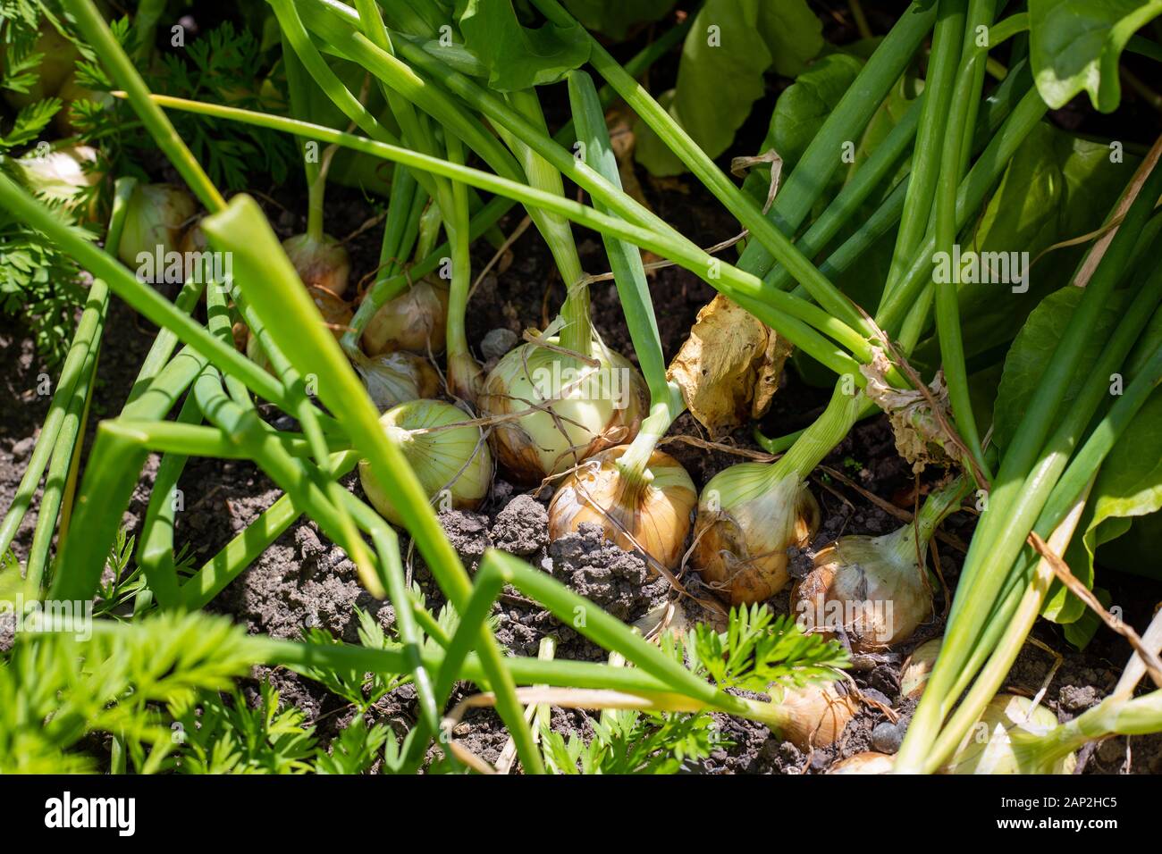 New onions hi-res stock photography and images - Alamy