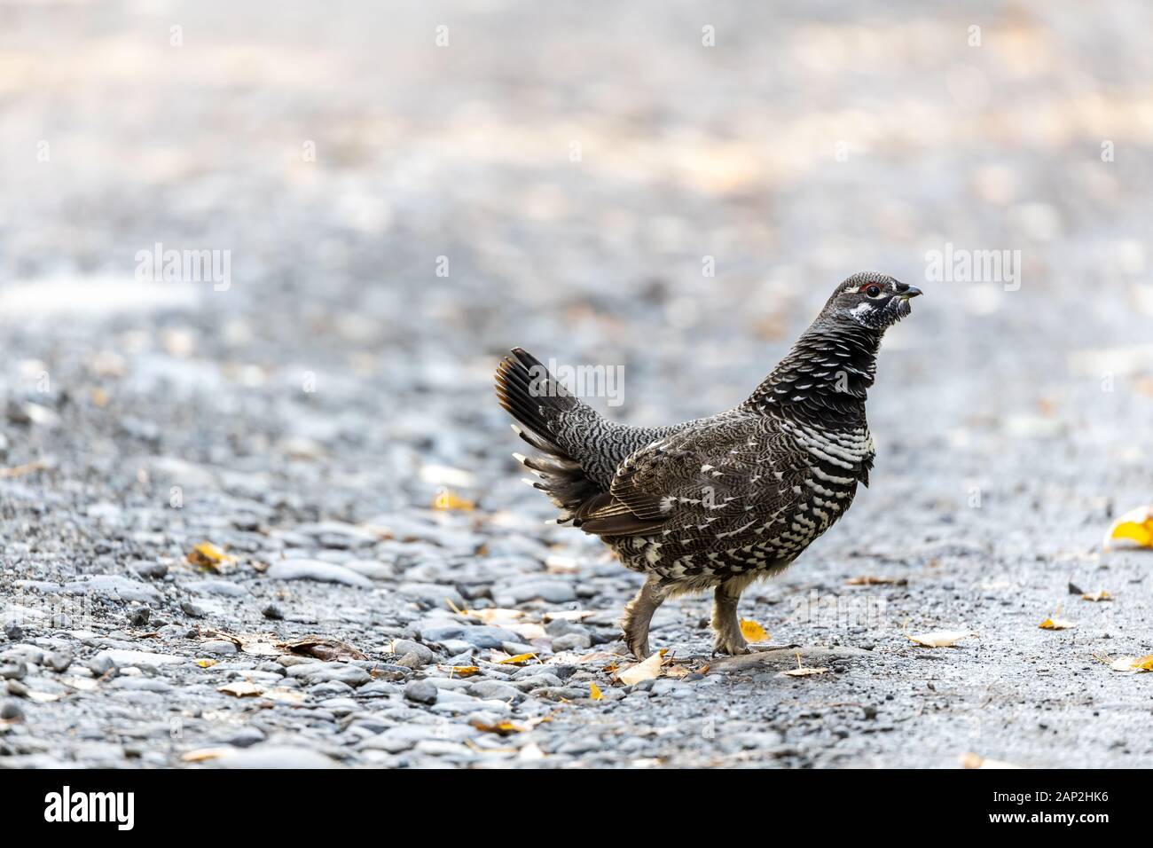 Male Spruce Grouse in open space with clear view of markings and entire ...